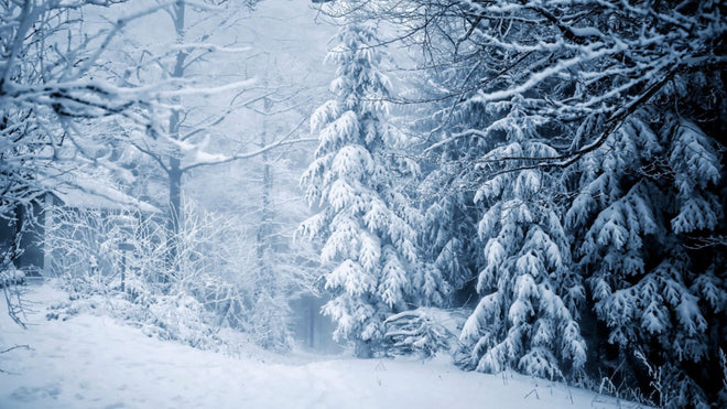 Le Bastion - Second Hand Models Specialists